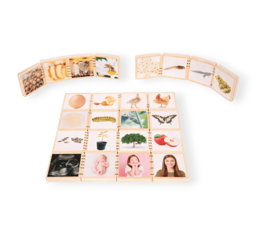 Wooden Life Cycle Tiles – Learning Set | Play & Learn CY