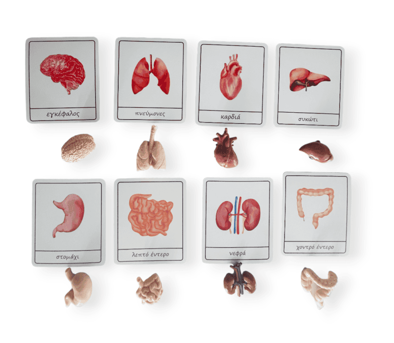 Human Organs – Montessori 3-Part Cards | Play & Learn CY