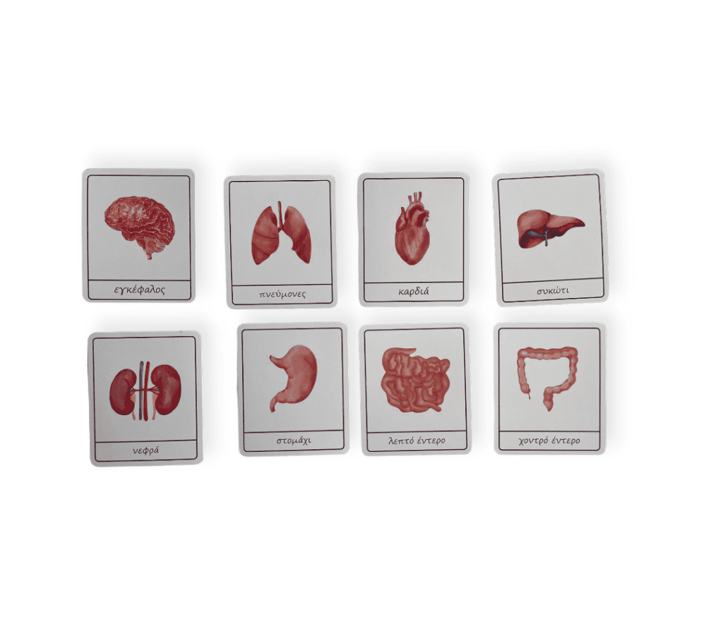 Human Organs – Montessori 3-Part Cards | Play & Learn CY