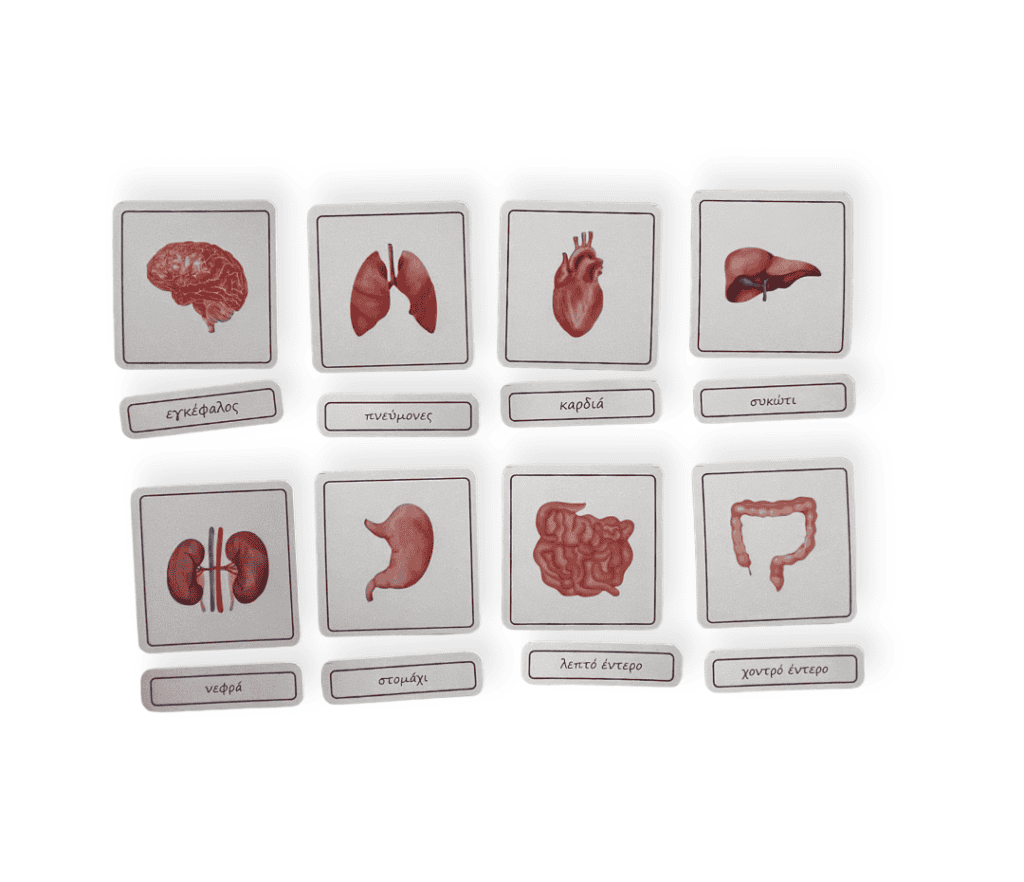 Human Organs – Montessori 3-Part Cards | Play & Learn CY